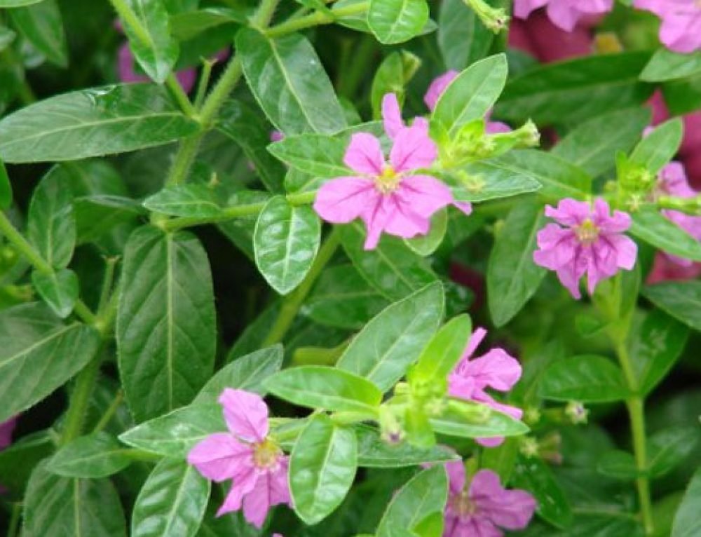 Ratrani - Cestrum Nocturnum | Plant Nursery | Wholesale Plant Nursery ...