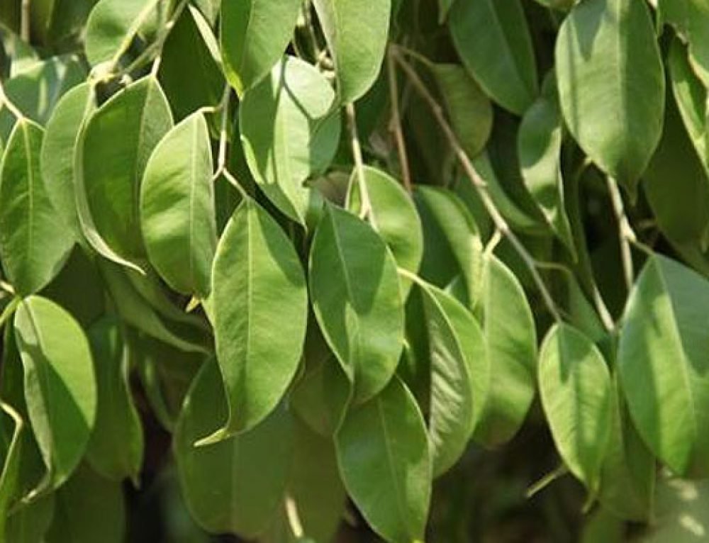 Ficus benjamina bushy king | Plant Nursery | Wholesale Plant Nursery in ...
