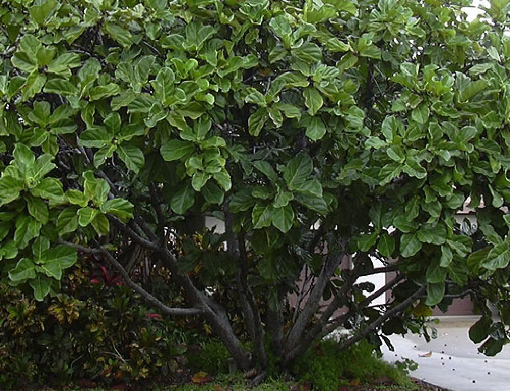 Ficus benjamina bushy king | Plant Nursery | Wholesale Plant Nursery in ...